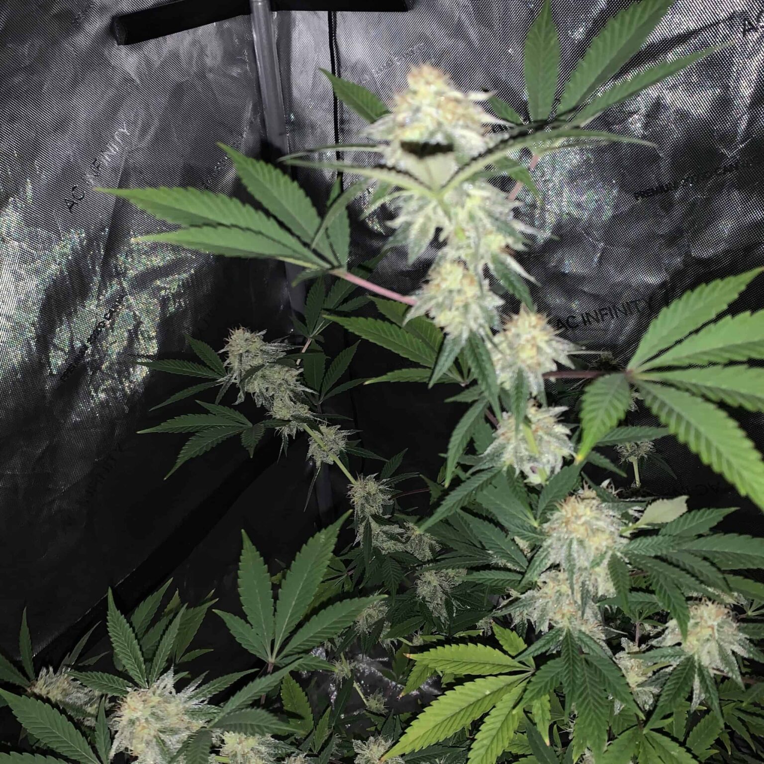 Multiverse Beans Seed Bank