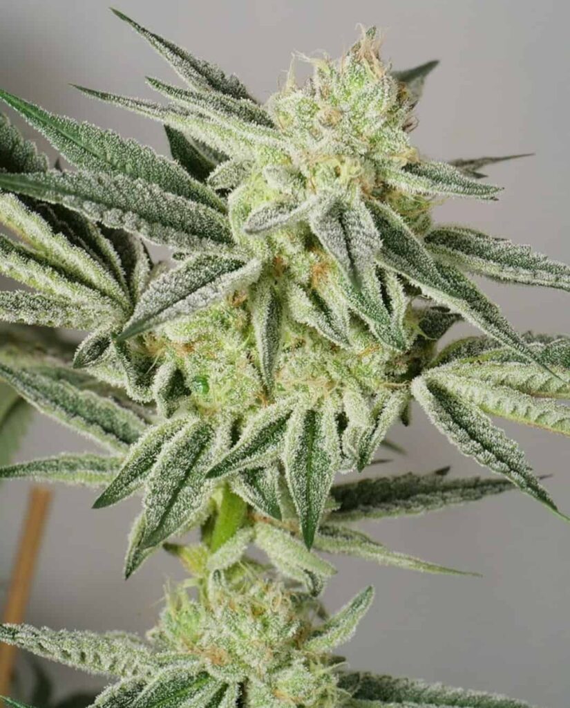 SOLFIRE GARDENS - BANANA RUNTZ STRAIN - FEM PHOTO - 6 PACK - Multiverse Beans Seed Bank