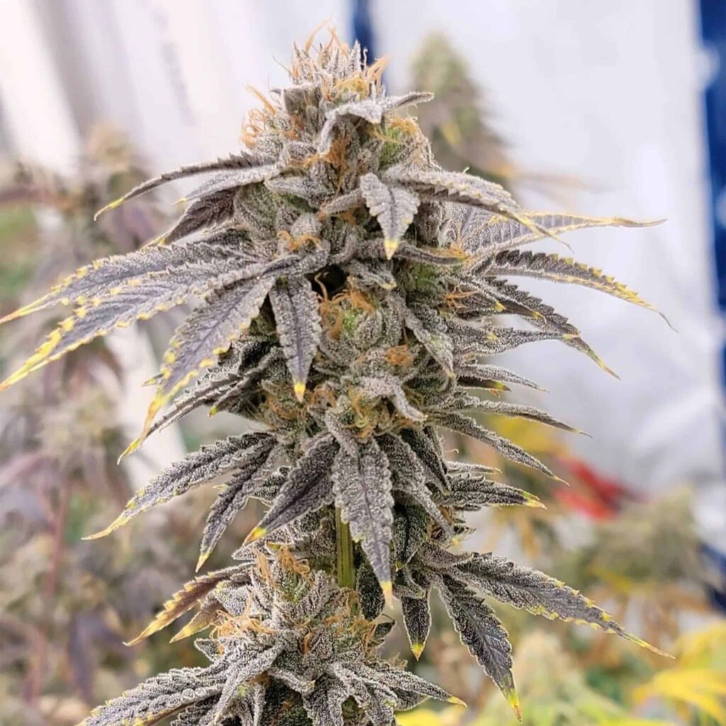 ONI SEEDS - ZAHITI LIME STRAIN - REG PHOTO - 15 PACK | Multiverse Beans ...