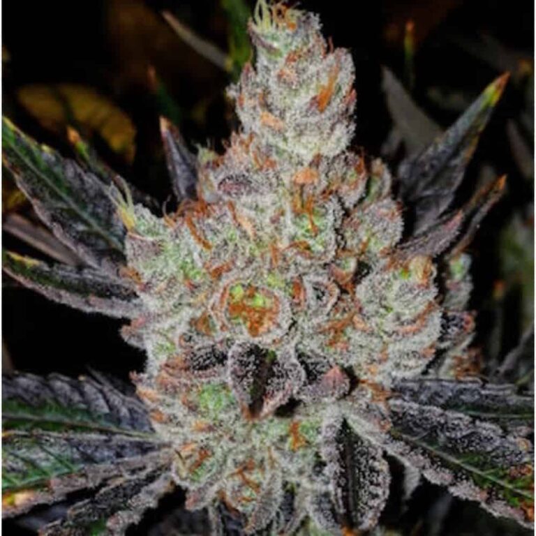 ETHOS GENETICS - 10TH PLANET R1 STRAIN - FEM PHOTO | Multiverse Beans ...