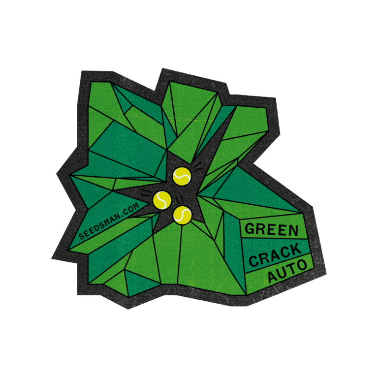 SEEDSMAN - GREEN CRACK STRAIN - AUTO FEM | Multiverse Beans Seed Bank