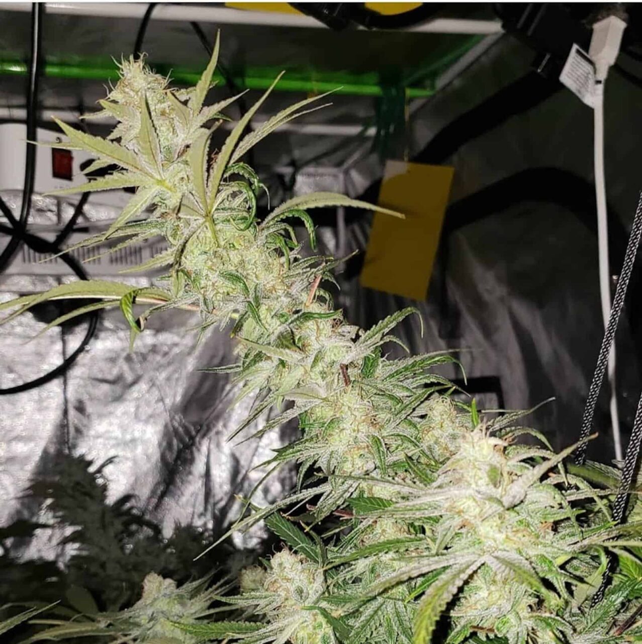 SOFEM GENETICS - SOUR CROW STRAIN - FEM PHOTO - 3 PACK | Multiverse ...