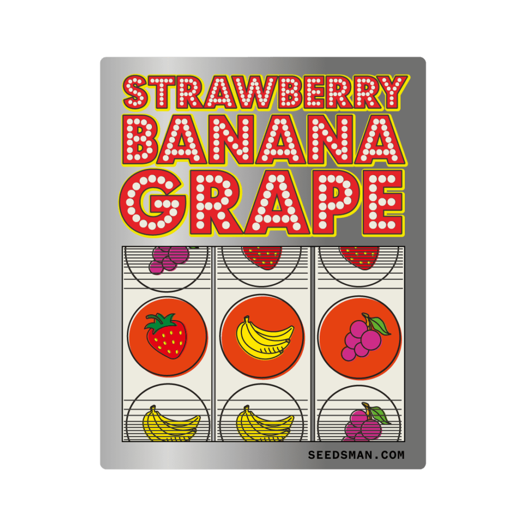 SEEDSMAN - STRAWBERRY BANANA GRAPE STRAIN - FEM PHOTO | Multiverse ...