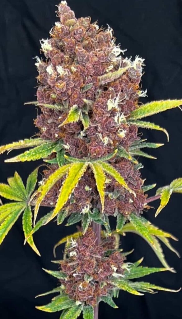 MOSCA SEEDS/TIKI MADMAN - SHERBERT RIPPLE x RASPBERRY BOOGIE STRAIN ...