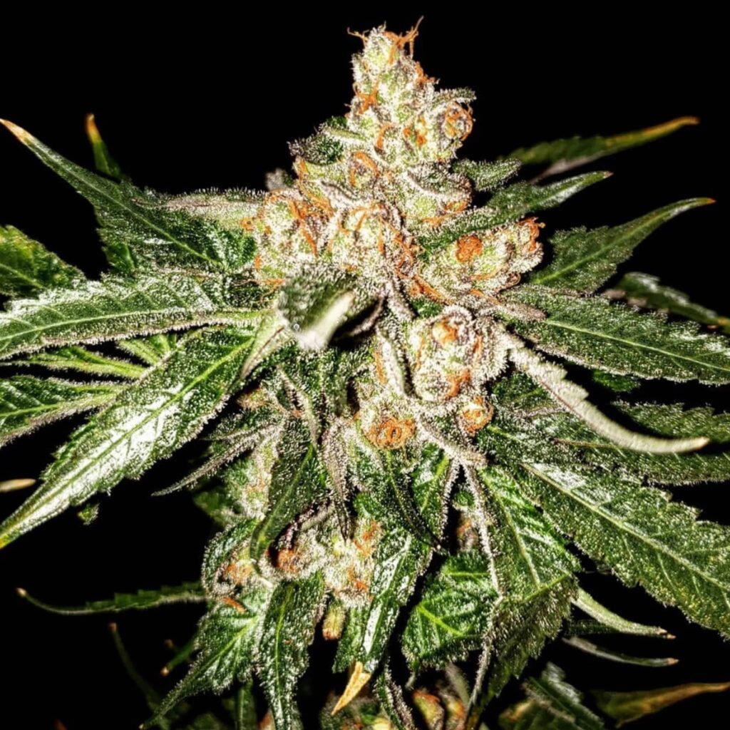 ONI SEEDS - ISLAND G STRAIN - REG PHOTO - 15 PACK | Multiverse Beans ...