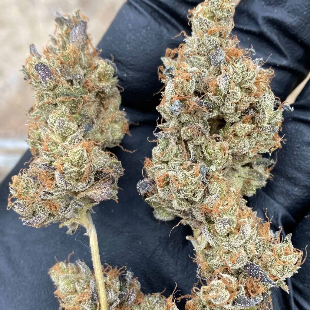 ONI SEEDS - SUNDOWN SHERBERT STRAIN - REG PHOTO - 15 PACK | Multiverse ...