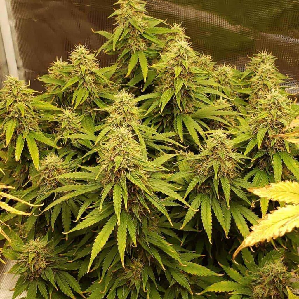 TASTEBUDZ - ORANGE COOKIES STRAIN - AUTO FEM | Multiverse Beans Seed Bank