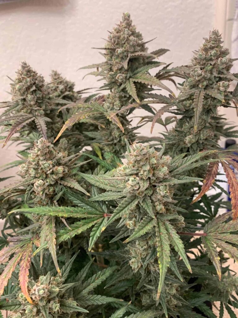 SOFEM GENETICS - GG4 TANGIE STRAIN - AUTO FEM - 3 PACK | Multiverse ...