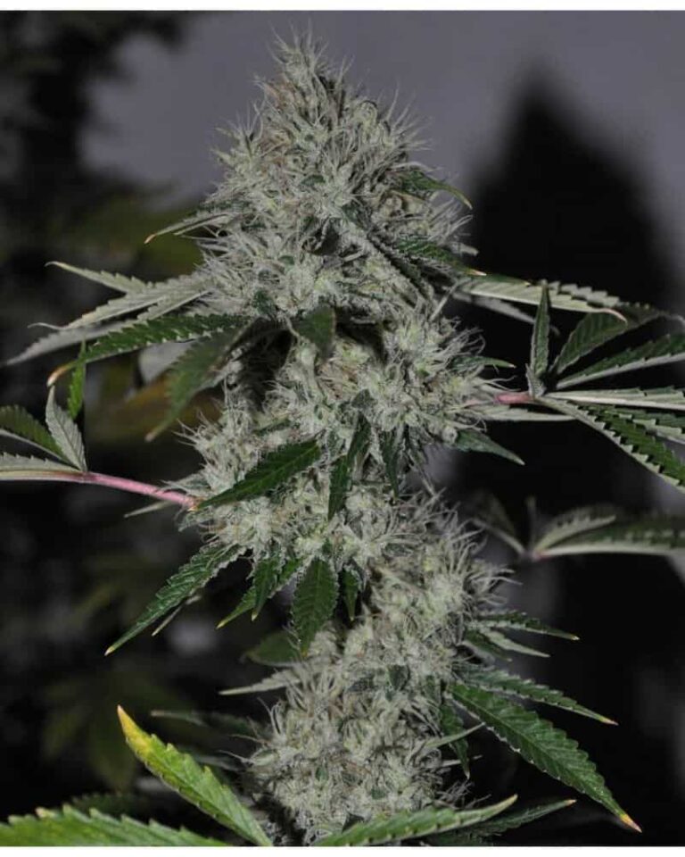 CALI CONNECTION - CHEM 4 OG STRAIN - FEM PHOTO - 6 PACK | Multiverse ...