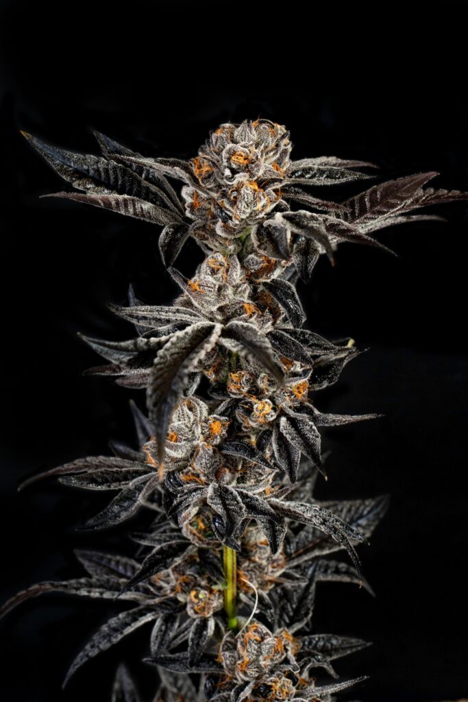 ELEV8 SEEDS - Gelato #33 STRAIN - FEM PHOTO - 6 PACK | Multiverse Beans ...