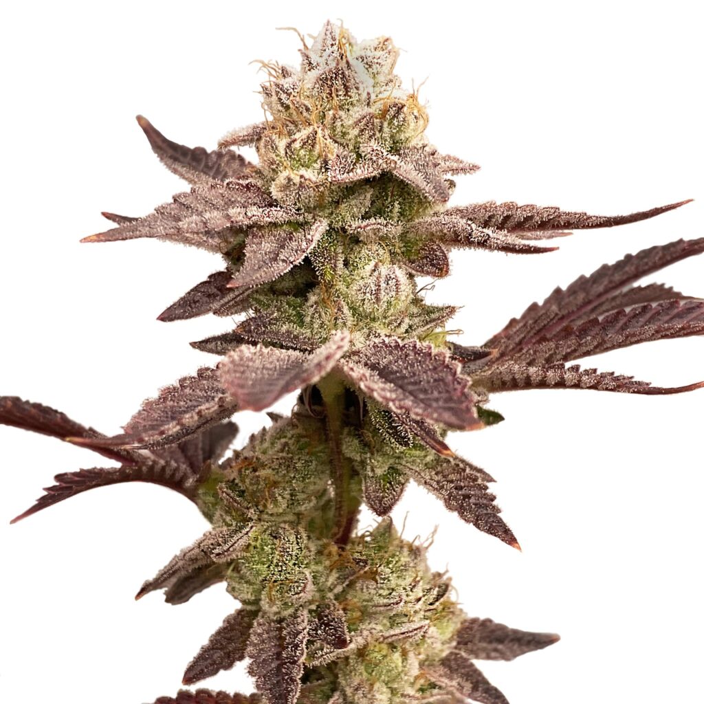 ELEV8 SEEDS - MAGIC MONKEY STRAIN - FEM PHOTO - 6 PACK | Multiverse ...