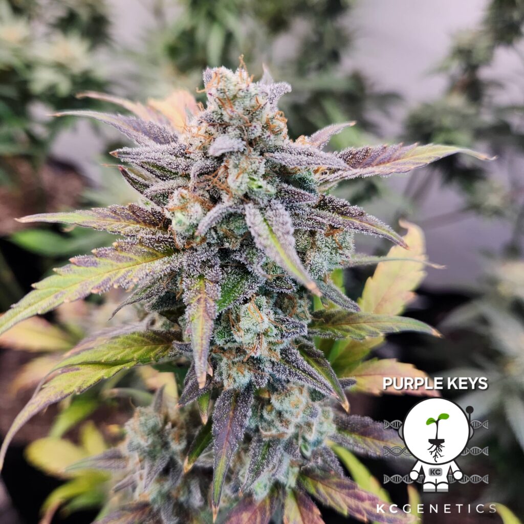 KC Genetics – Purple Keys Strain – Fem Auto – 3 Pack | Multiverse Beans ...