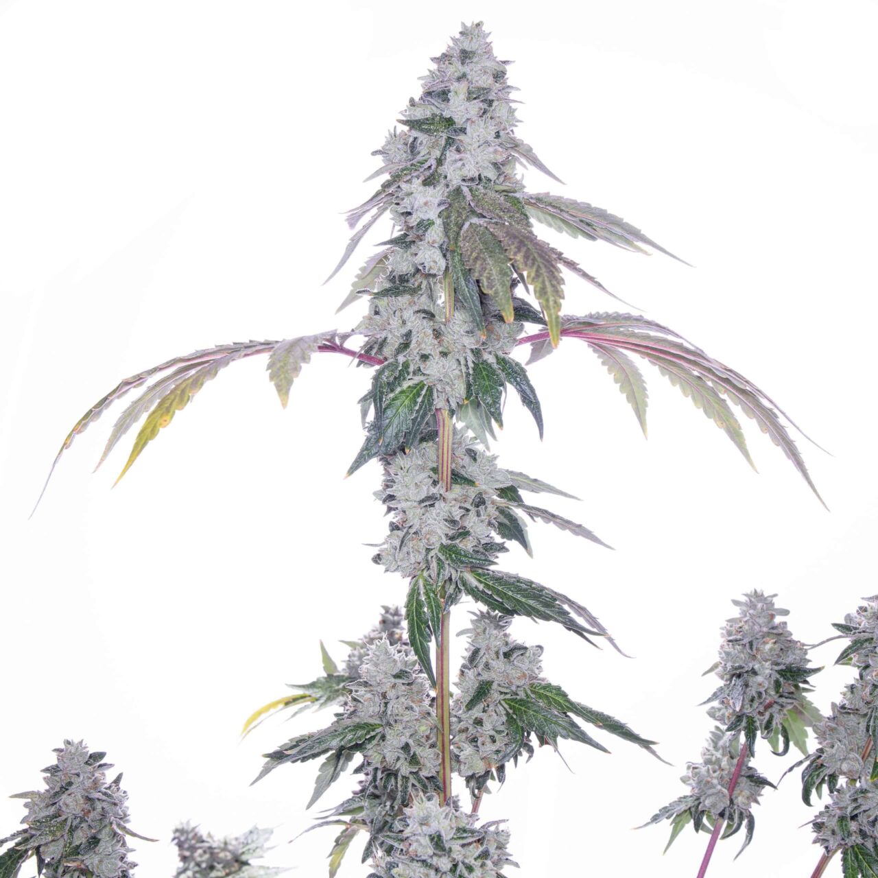 ROMULAN GENETICS - ROMSCOTTI F1 STRAIN - FEM PHOTO - 6 PACK | Multiverse Beans Seed Bank