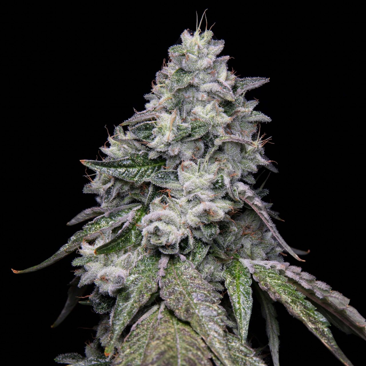 ROMULAN GENETICS - ROMSCOTTI F1 STRAIN - FEM PHOTO - 6 PACK | Multiverse Beans Seed Bank