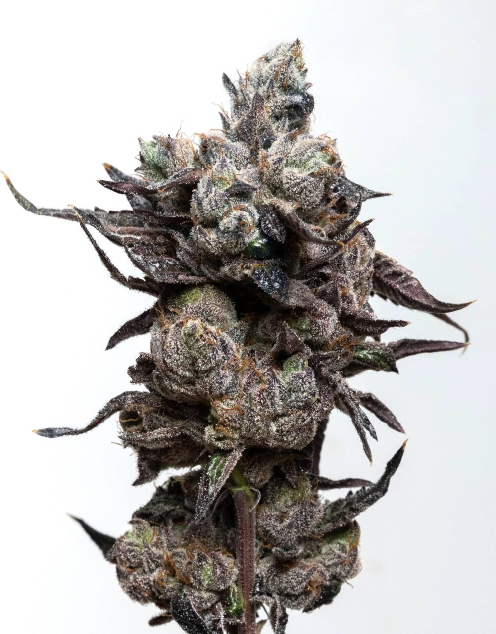 ELEV8 SEEDS - RUNTZ S1 STRAIN - FEM PHOTO - 6 PACK | Multiverse Beans Seed Bank