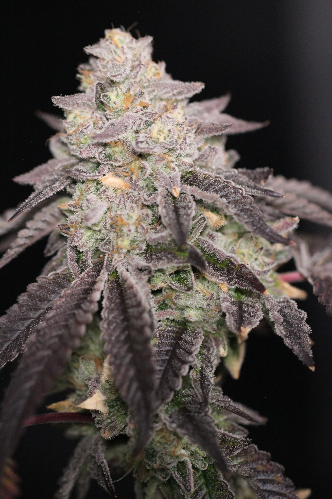 SIN CITY SEEDS - WEDDING MINTS STRAIN - REG PHOTO - 15 PACK ...