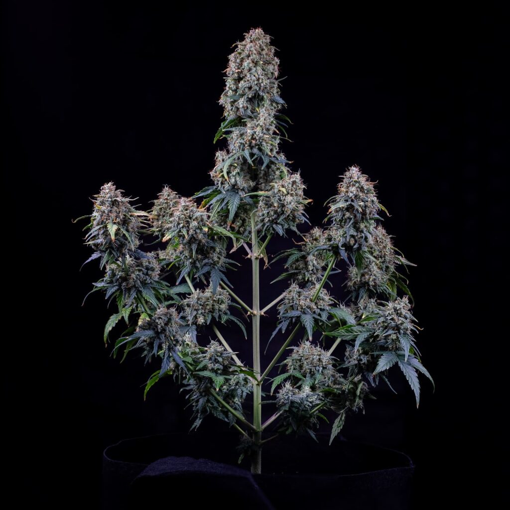 MEPHISTO GENETICS - ALIEN VS TRIANGLE STRAIN - AUTO FEM - 3 PACK ...