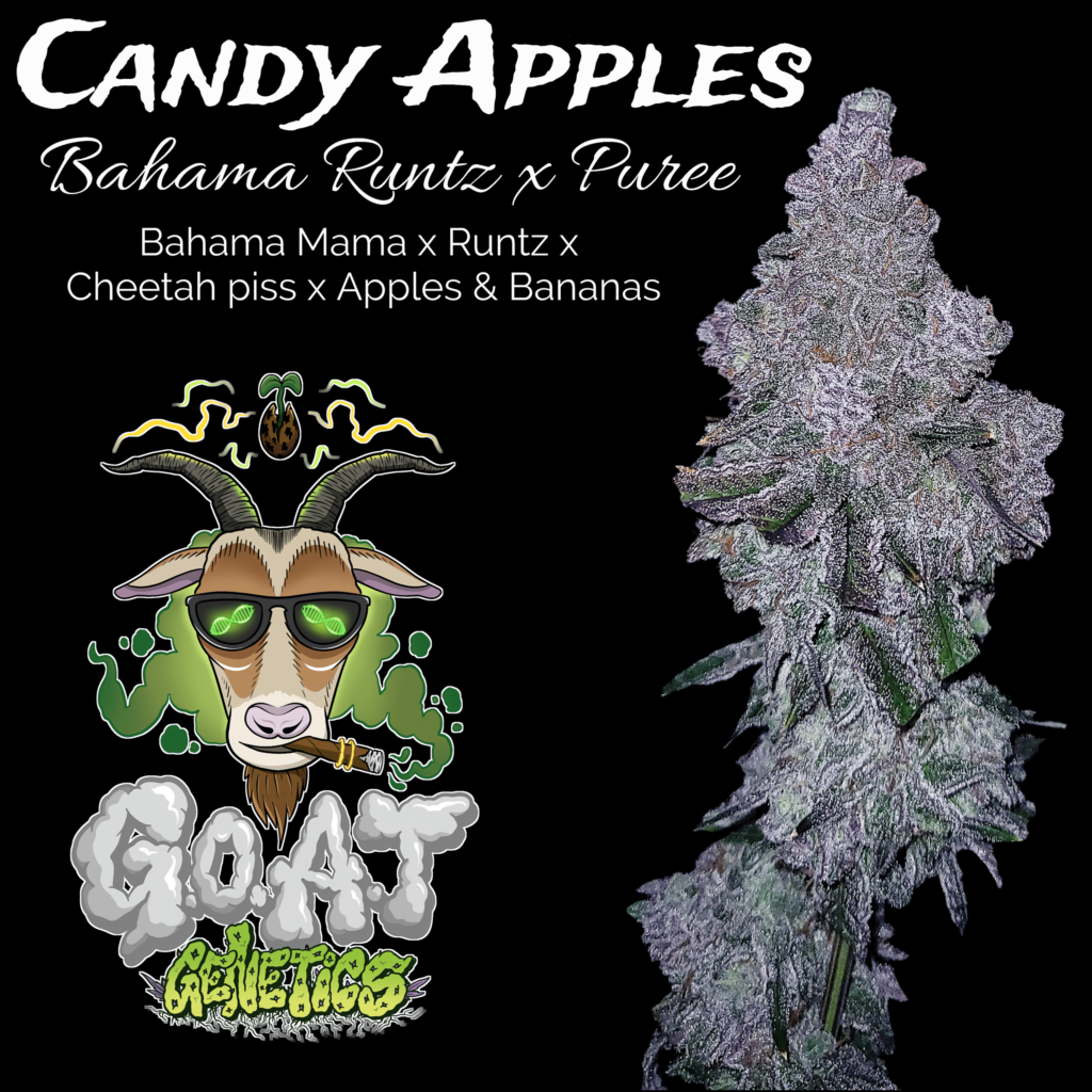 Goat Genetics ? Candy Apples ? Photo Fem 5 Pack | Multiverse Beans Seed ...