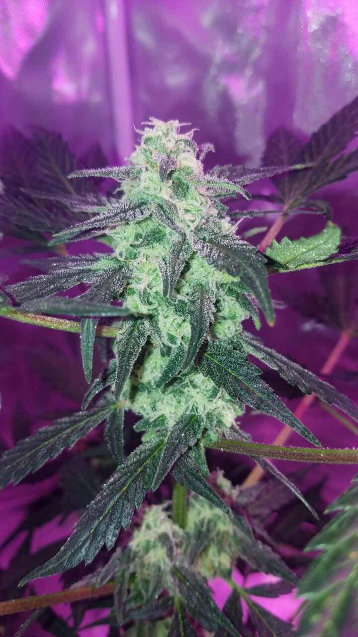 Goat Genetics ? Critical XXL Auto Strain ? Auto Fem 5 pack - Multiverse ...