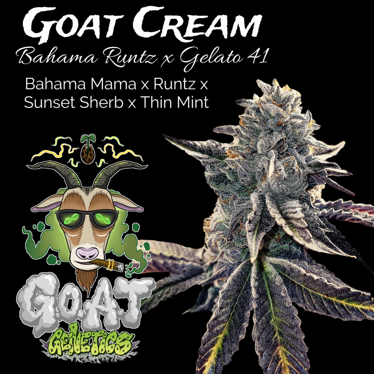 Multiverse Beans Seed Bank