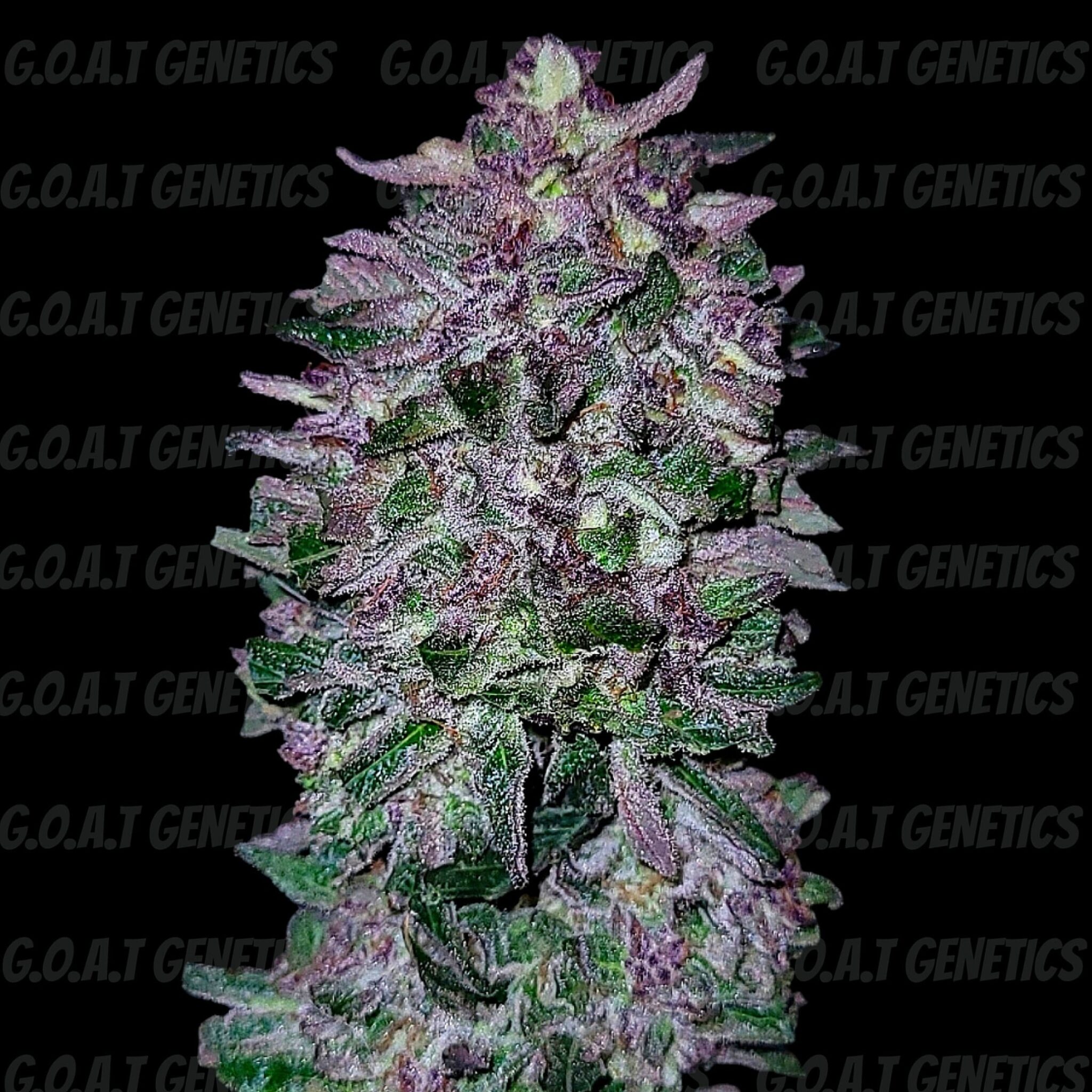 Goat Genetics ? Midnight Guava Auto Strain ? Auto Fem - 5 Pack ...