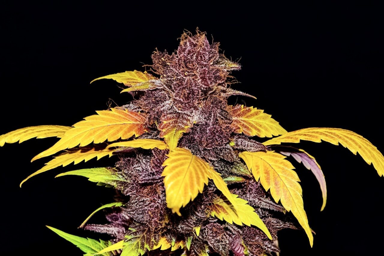 Purple Lemonade Auto | Fast Buds | FEM Autoflower Seeds | Multiverse ...