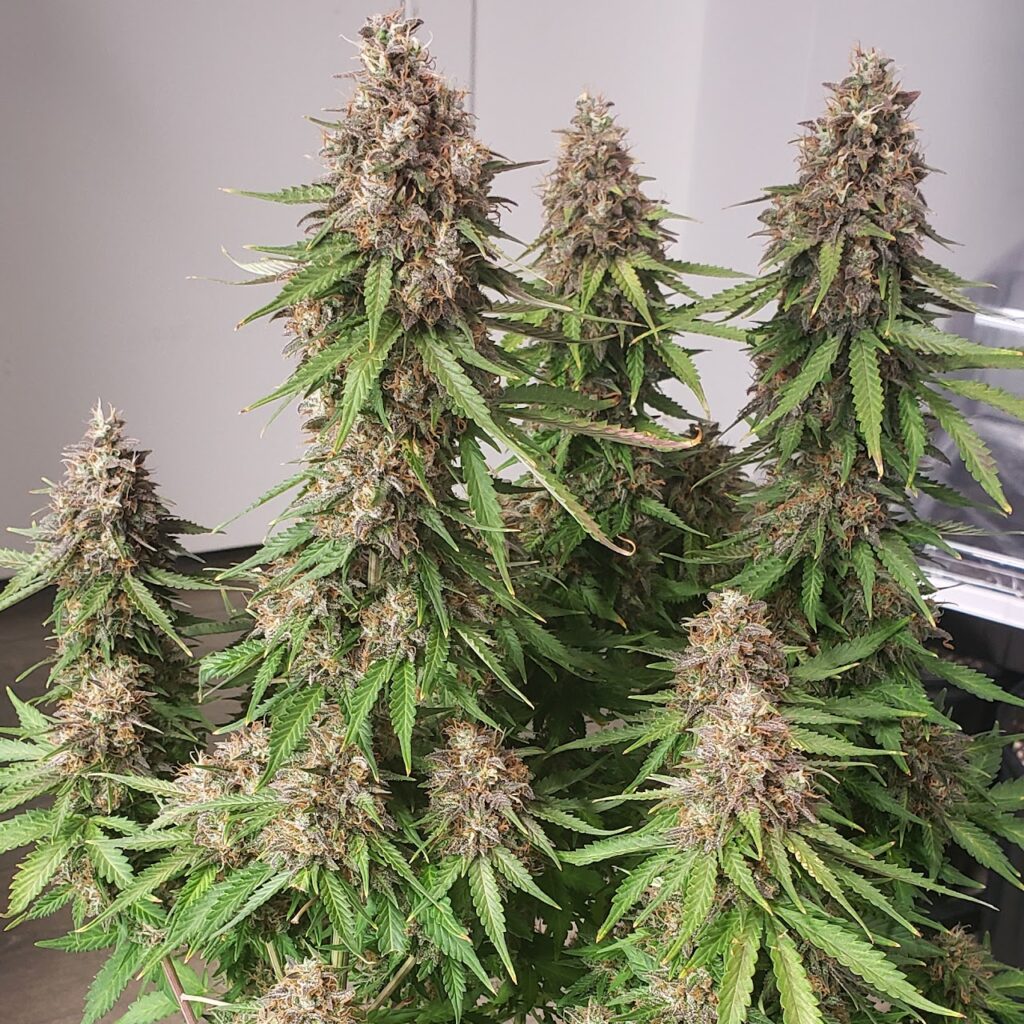 Butter Bean Birdseed - Blue Glue Strain - Auto Fem - 5 Pack ...
