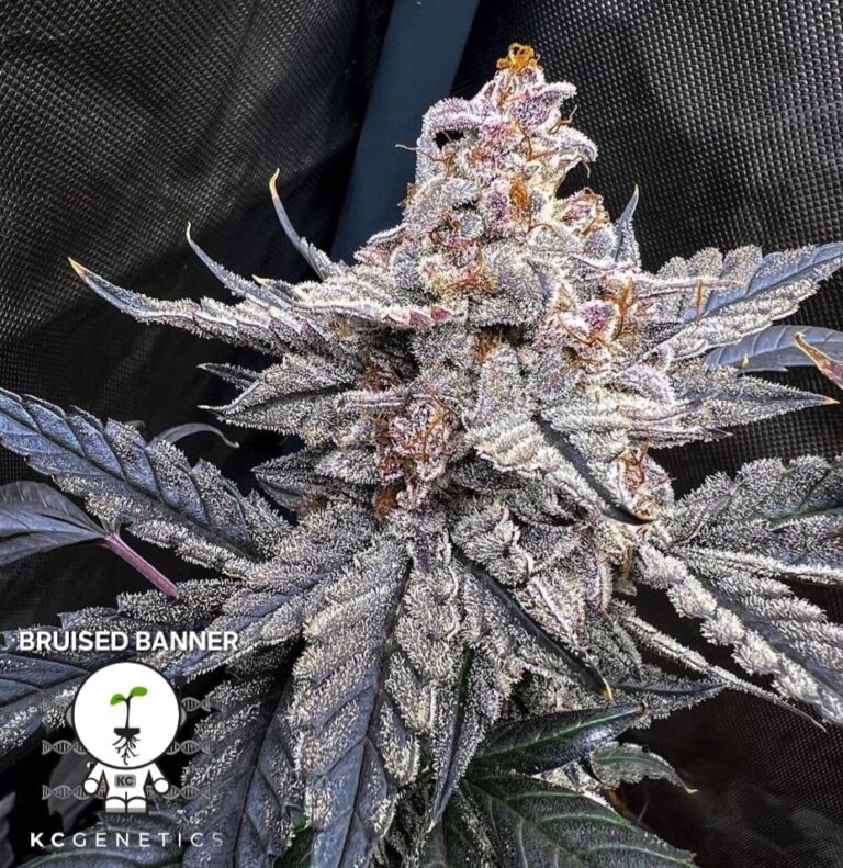 KC Genetics – Bruised Banner Strain – Fem Auto – 3 Pack | Multiverse ...