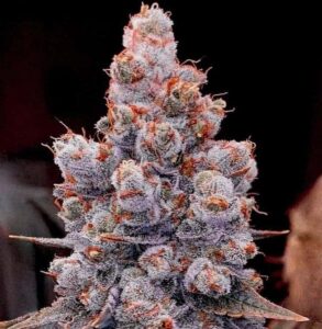 Ethos Genetics – Banana Jealousy Auto RF3 Strain – Auto Fem ...