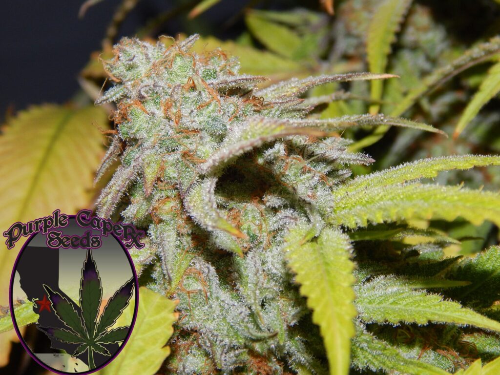 Purple Caper Seeds – Cookie OG Strain – Fem Photo 5 Pack | Multiverse ...