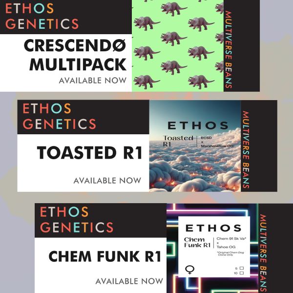 High Quality Seeds | Multiverse Beans Seed Bank - USA