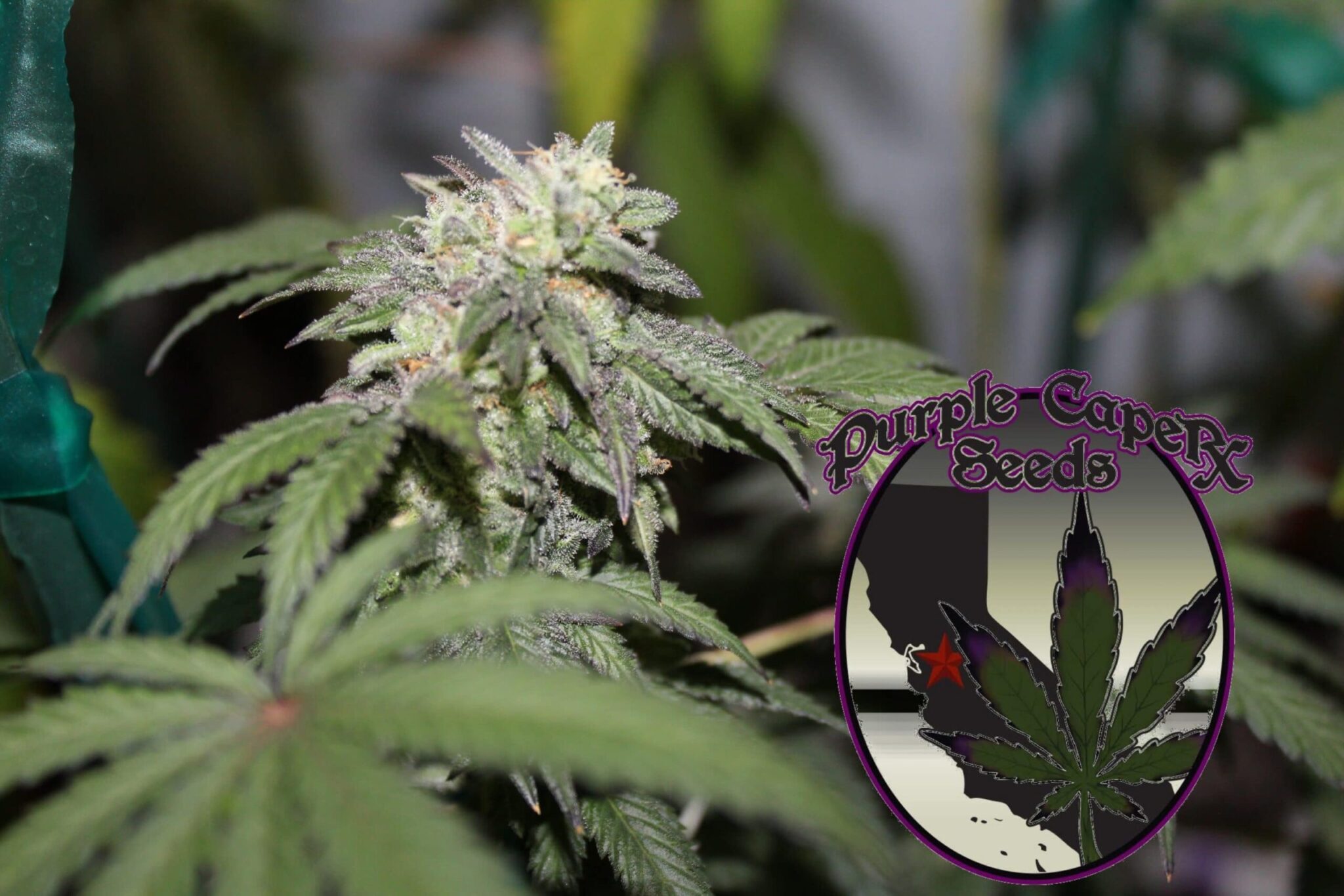 Purple Caper Seeds – Gelato X Strain – Fem Photo 5 Pack | Multiverse ...