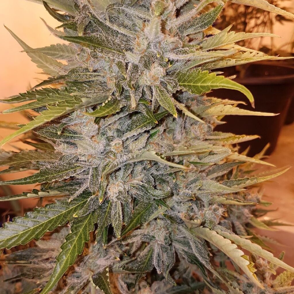 Butter Bean Birdseed - Gorilla Cake Strain - Auto Fem - 5 Pack ...