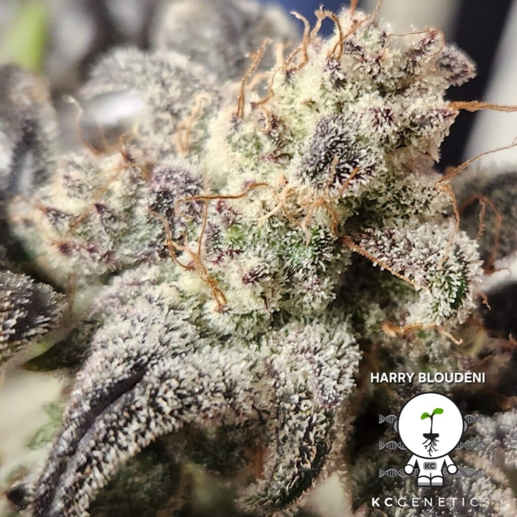 KC Genetics – Harry Bloudeni Strain – Fem Auto – 3 Pack | Multiverse ...