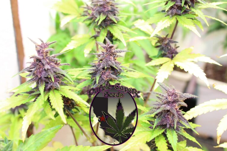 Purple Caper Seeds – Purple Runtz Cake Strain – Fem Auto 5 Pack ...
