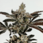 Exotic Genetix – Sha-Boink Strain – Fem Photo – 6 Pack - Multiverse ...