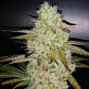 Ethos Genetics – Toasted R1 Strain – Fem Photo - Multiverse Beans Seed Bank