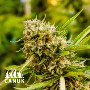 Canuk Seeds – Mazar Elite Strain – Fem Photo | Multiverse Beans Seed Bank
