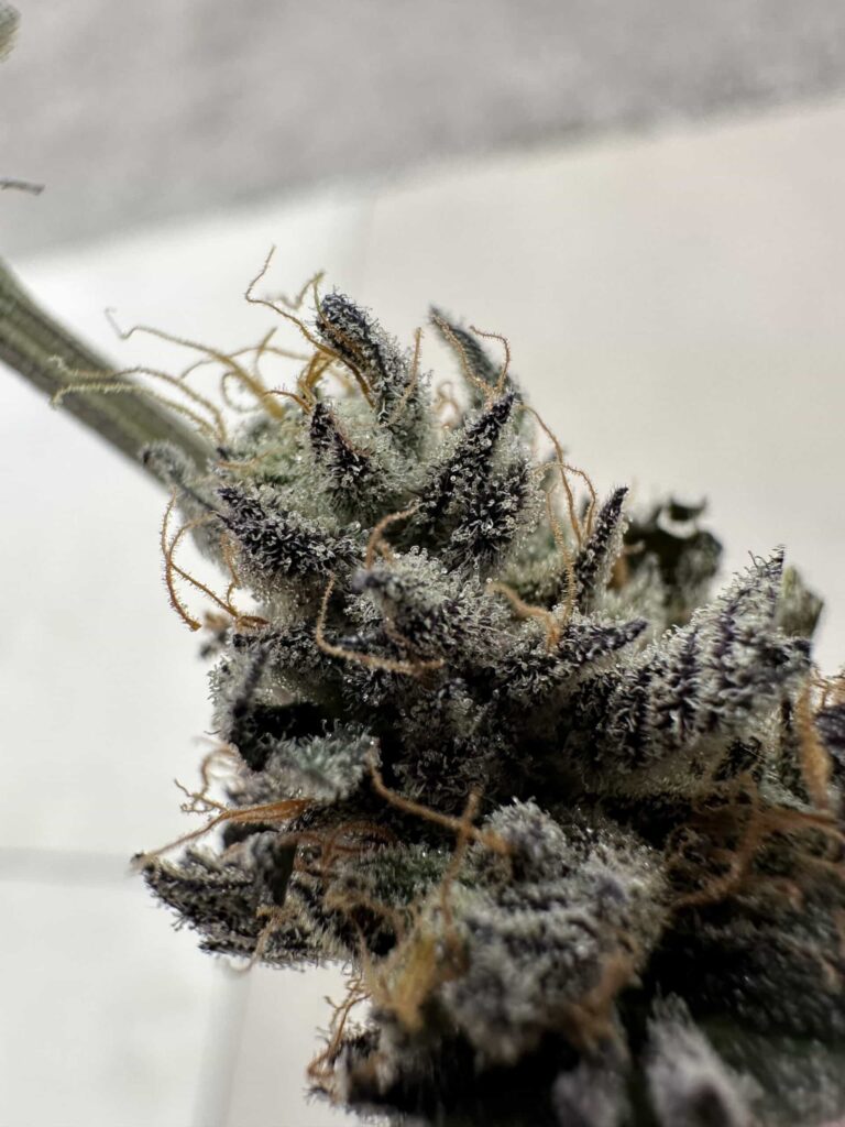 Genetix Matter Disco Sh*t Strain Reg Photo - 12 Pack - Multiverse Beans ...