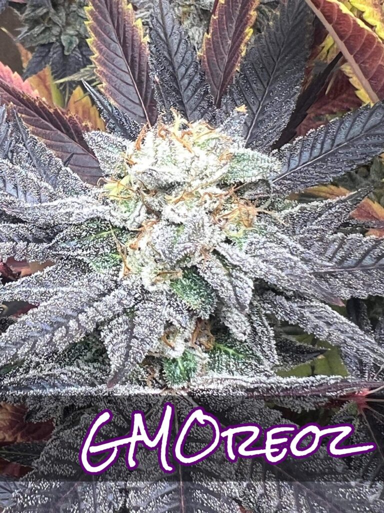 Sofem Genetics – GMOreoz Strain – Fem Photo – 5 Pack | Multiverse Beans ...