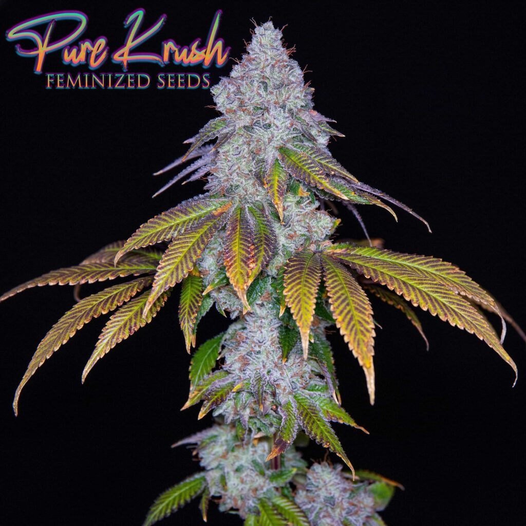 Pure Krush Strain | Romulan Genetics | 6 Pack Fem Photo | Multiverse Beans Seed Bank