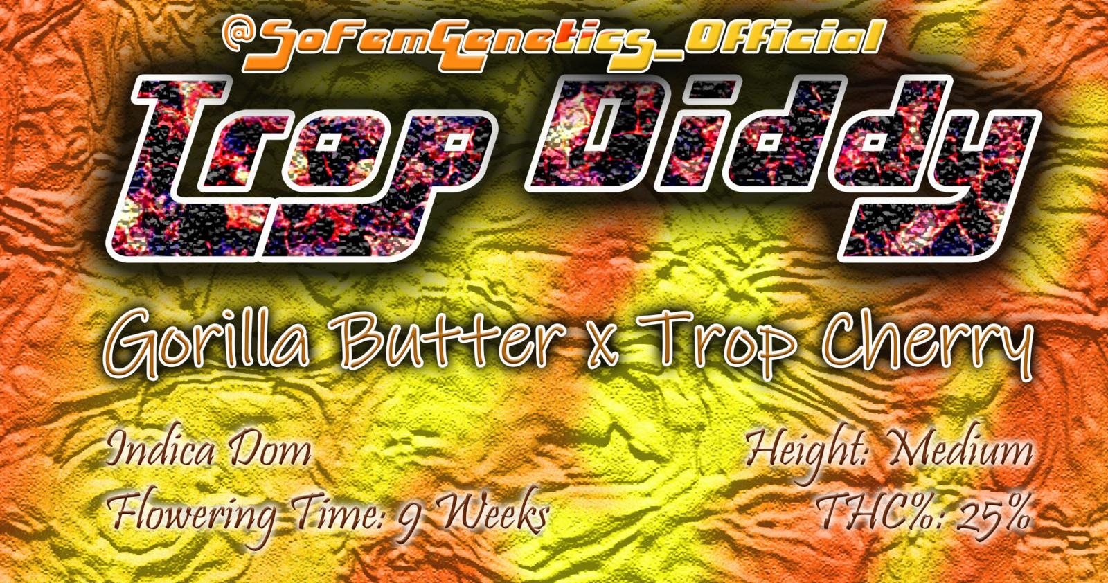 Sofem Genetics – Trop Diddy Strain – Fem Photo – 5 Pack - Multiverse ...