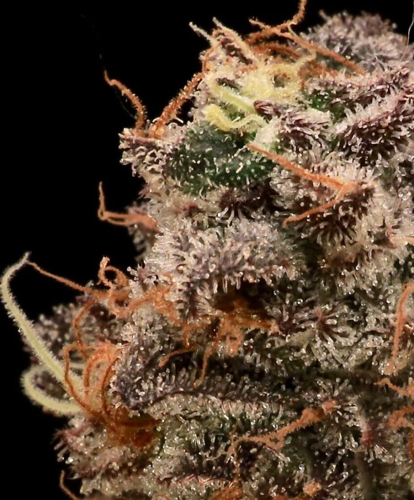 SOUR CHERRY DIESEL | ATLAS SEEDS | PHOTOPERIOD FEMALE CANNABIS SEEDS ...
