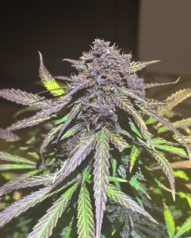 High Quality Seeds | Multiverse Beans Seed Bank - USA