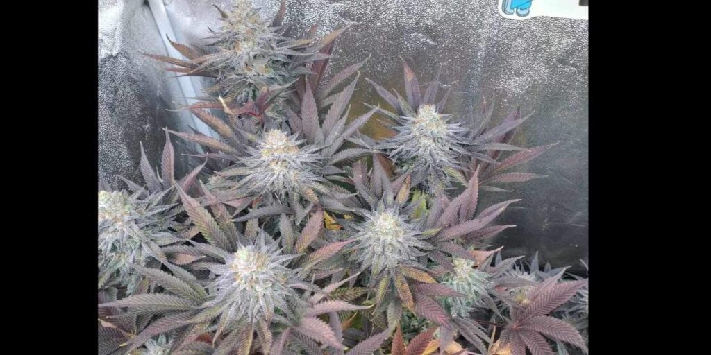 Sofem Genetics – Rocketz - Fem Photo – 5 Pack | Multiverse Beans Seed Bank