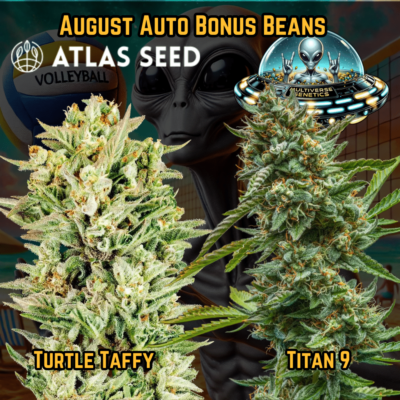 High Quality Cannabis Seeds | Multiverse Beans Seed Bank - USA