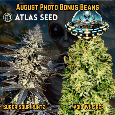 High Quality Cannabis Seeds | Multiverse Beans Seed Bank - USA