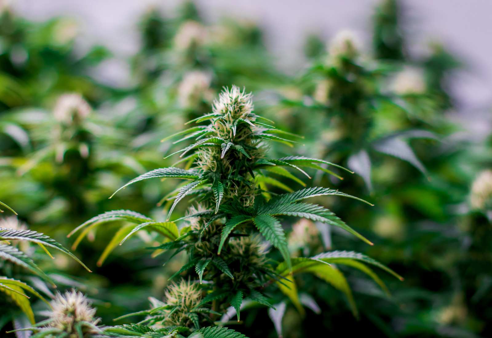 The Importance of pH for Cannabis Plants | Multiverse