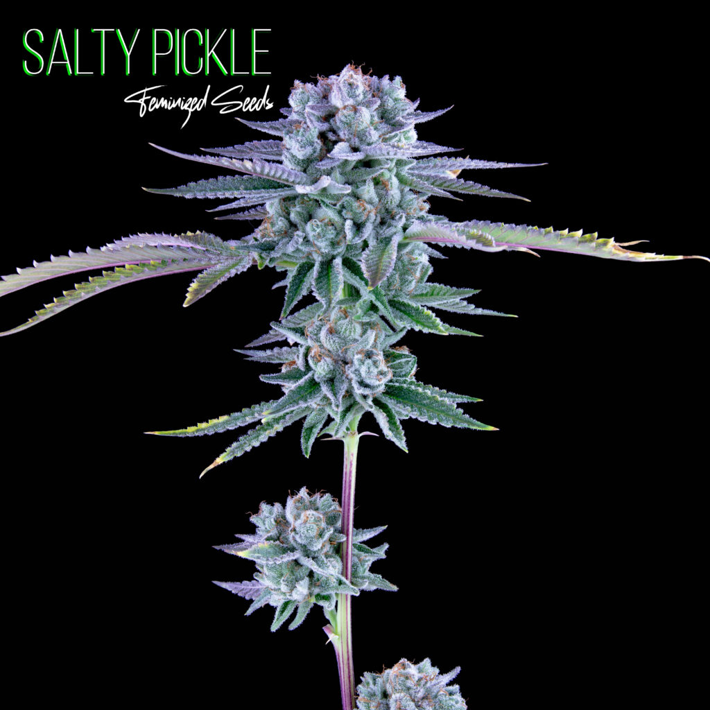 ROMULAN GENETICS - SALTY PICKLE (F1) STRAIN - FEM PHOTO - 6 PACK ...