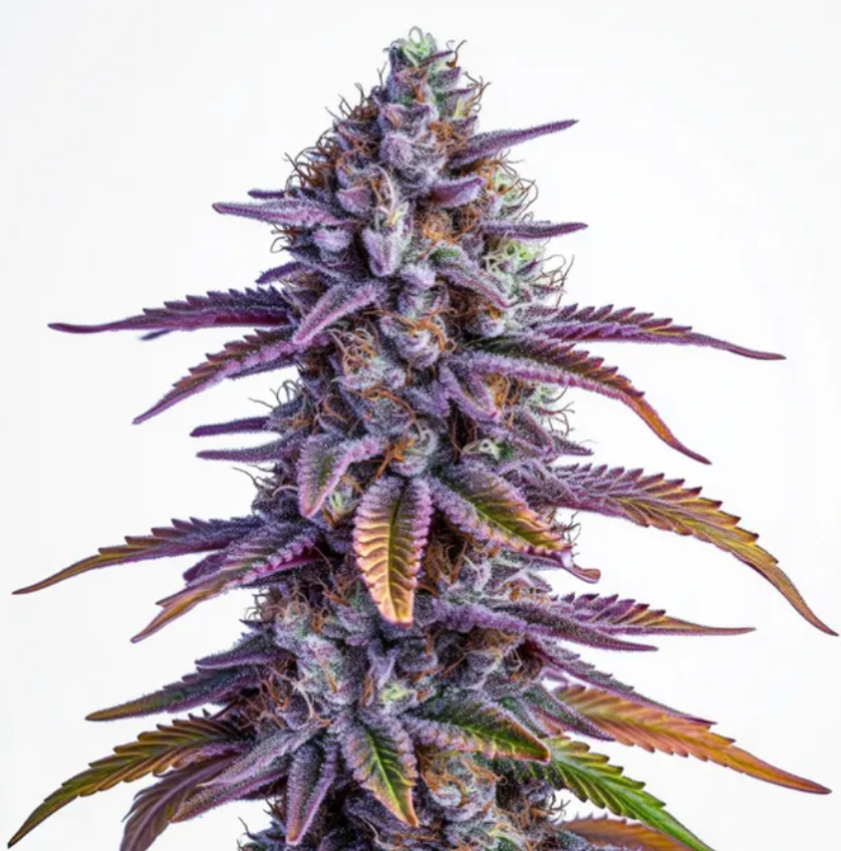 GLOOKIES | BLIMBURN SEEDS | AUTOFLOWER CANNABIS SEEDS FEMALE ...